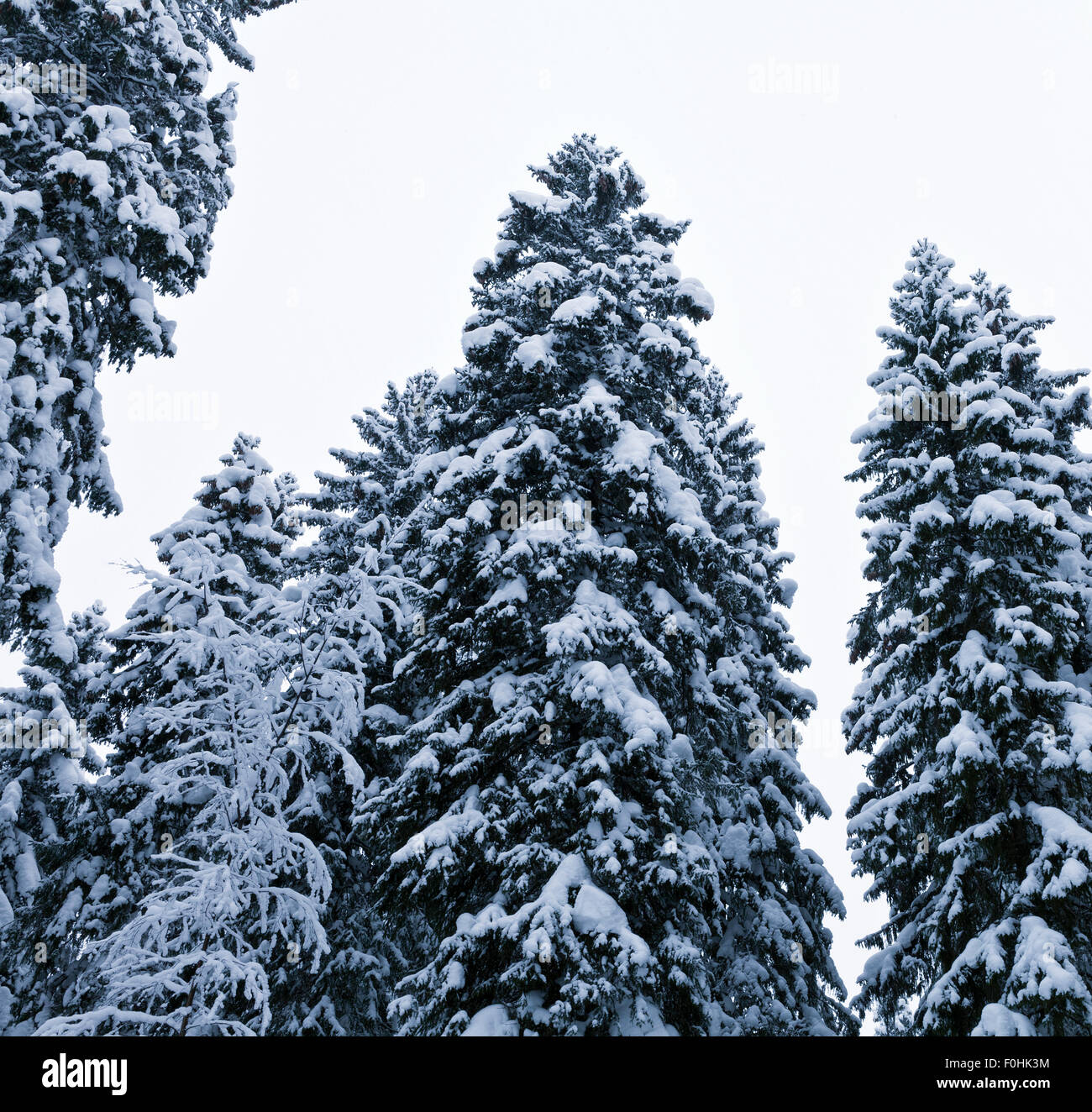 Tall trees and branches covered of snow. Heavy snow on the spruce, firs ...