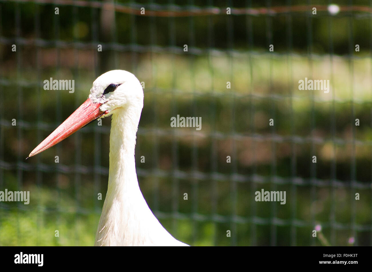 stork eat frog, oasi, white black stork, mammals, stork flying, white ...