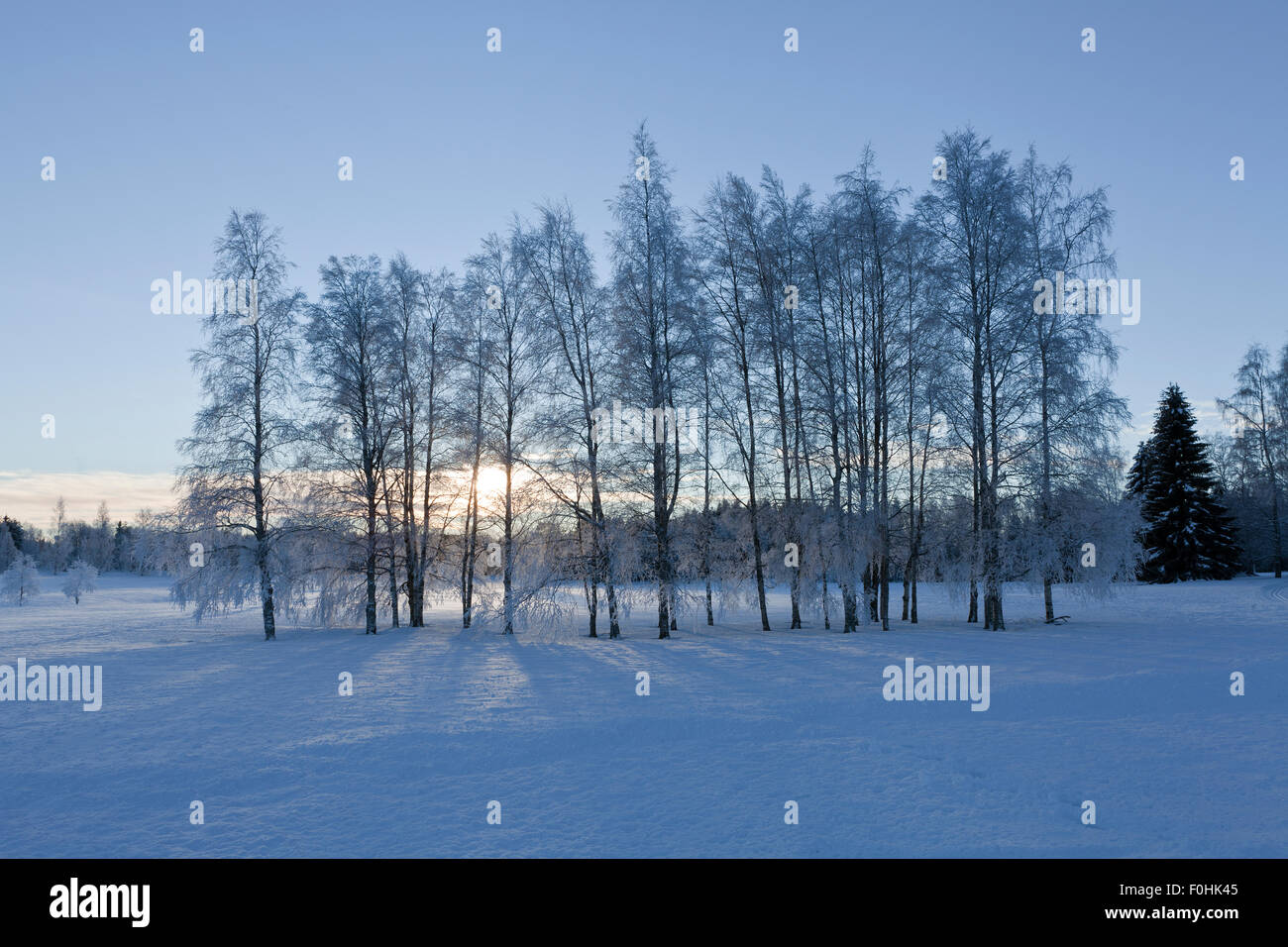 Grove of trees on a wintry and snowy meadows. Snow on the ground and ...