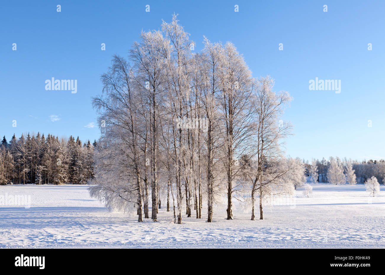 Grove of trees on a wintry and snowy meadows. Snow on the ground and ...