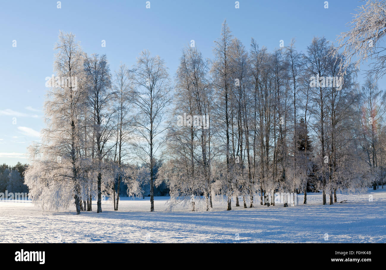 Grove of trees on a wintry and snowy meadows. Snow on the ground and ...