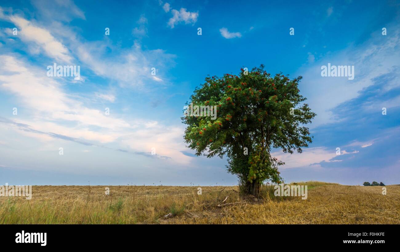 Stubble field with with single old rowan tree. Beautiful summertime ...