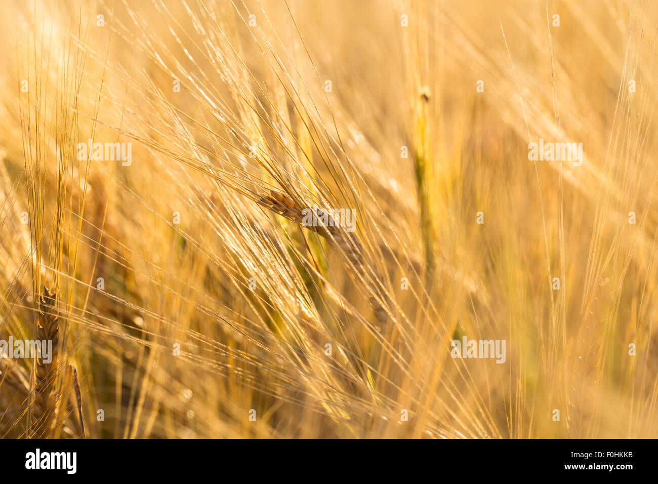 Spikelets of wheat in the sunlight. Yellow wheat field Stock Photo - Alamy