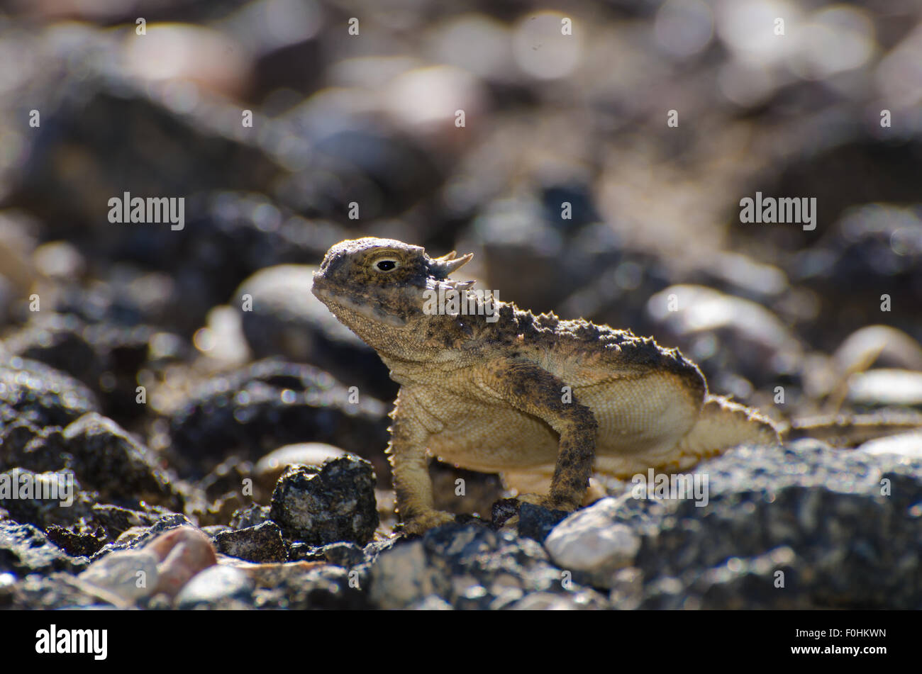 Round-tailed Horned Lizard, (Phrynosoma modestum), Volcanoes Day Use ...