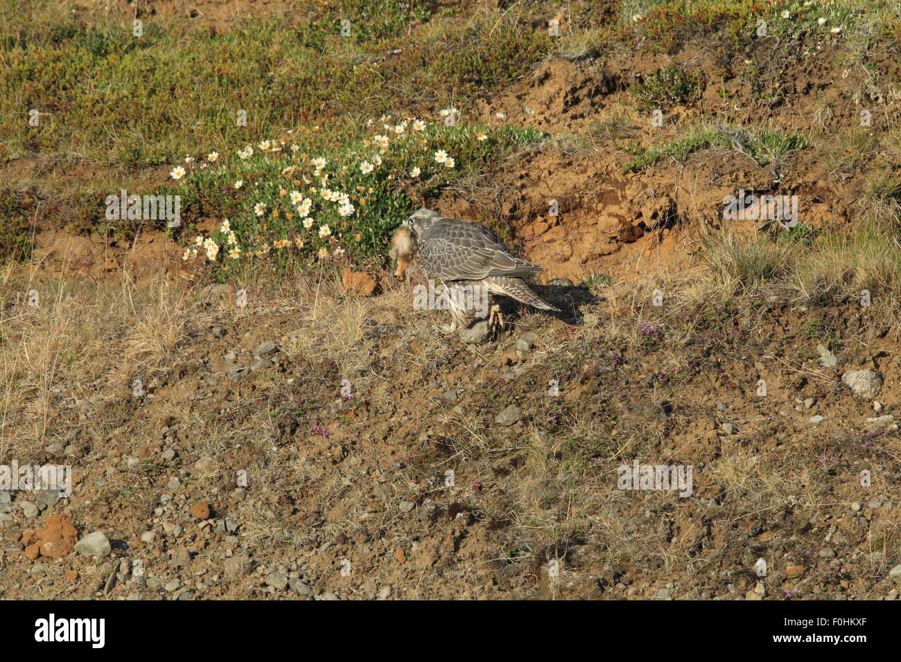 young Gyrfalcon Gerfalcon Iceland Stock Photo - Alamy