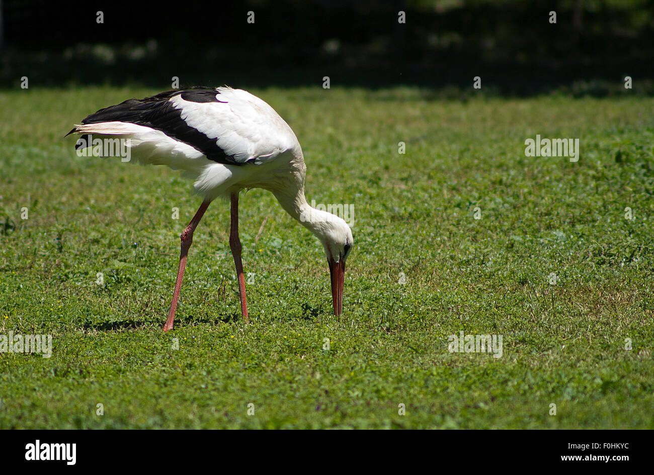stork eat frog, oasi, white black stork, mammals, stork flying, white ...