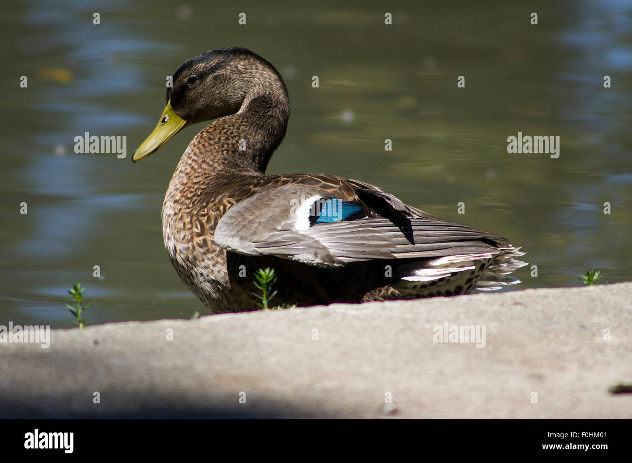 duck, goose, spoonbill, cormorant, toucan, pelican closup, in a lake ...
