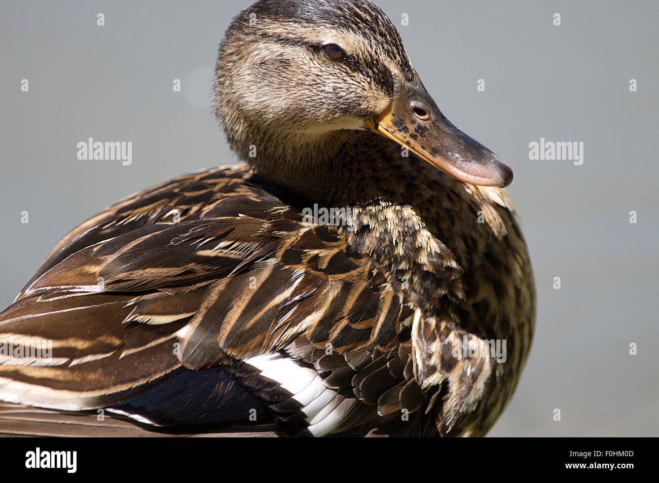 duck, goose, spoonbill, cormorant, toucan, pelican closup, in a lake ...