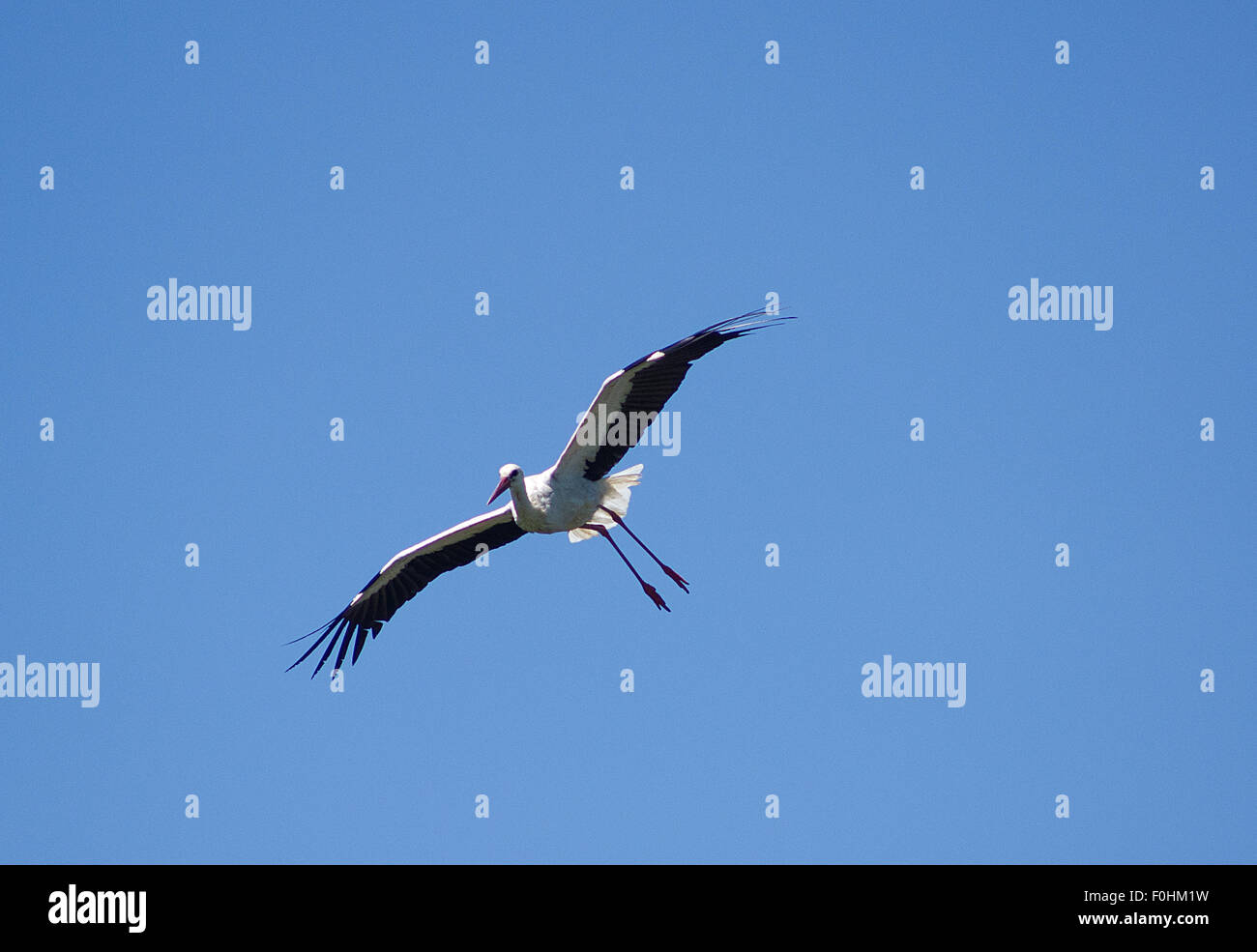 stork eat frog, oasi, white black stork, mammals, stork flying, white ...