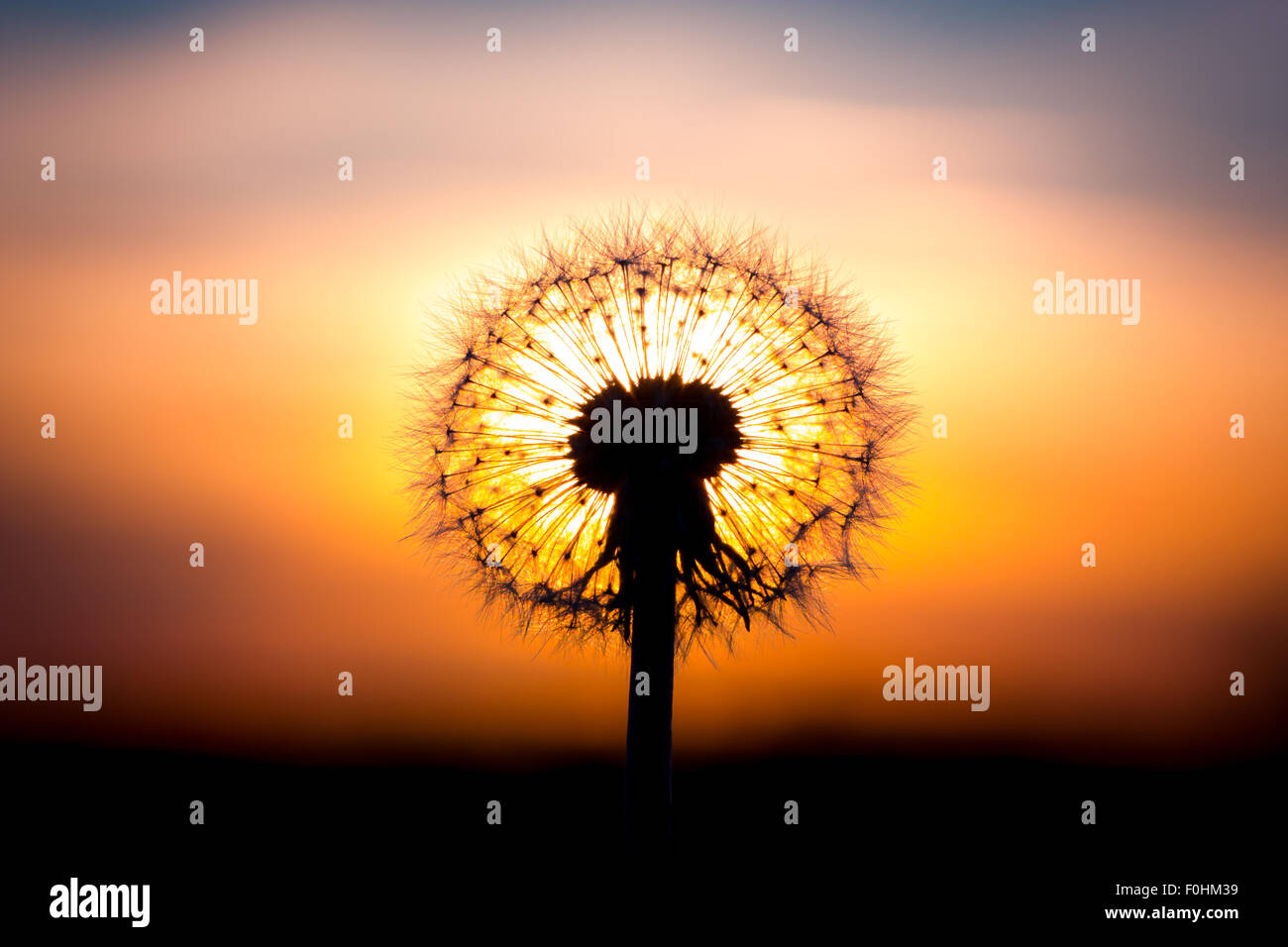 Dandelion flower fused with sunset looking like a bulb Stock Photo - Alamy