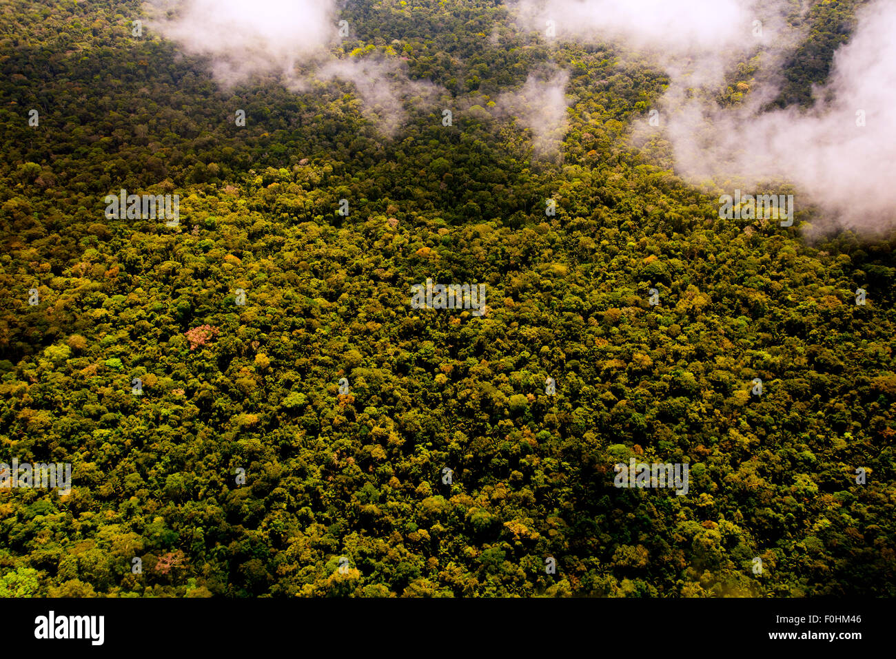Amazon Rainforest aerial Stock Photo - Alamy
