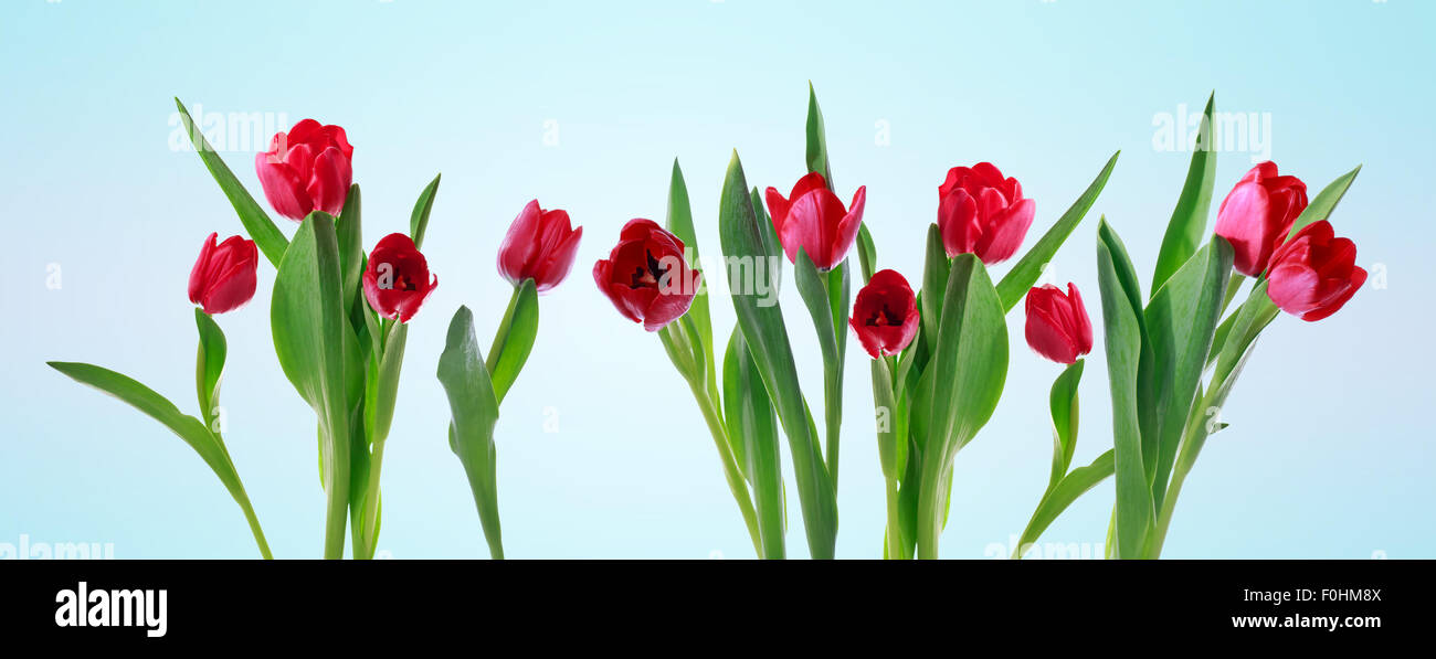 Red horizontal tulip banner isolated on light blue background Stock ...