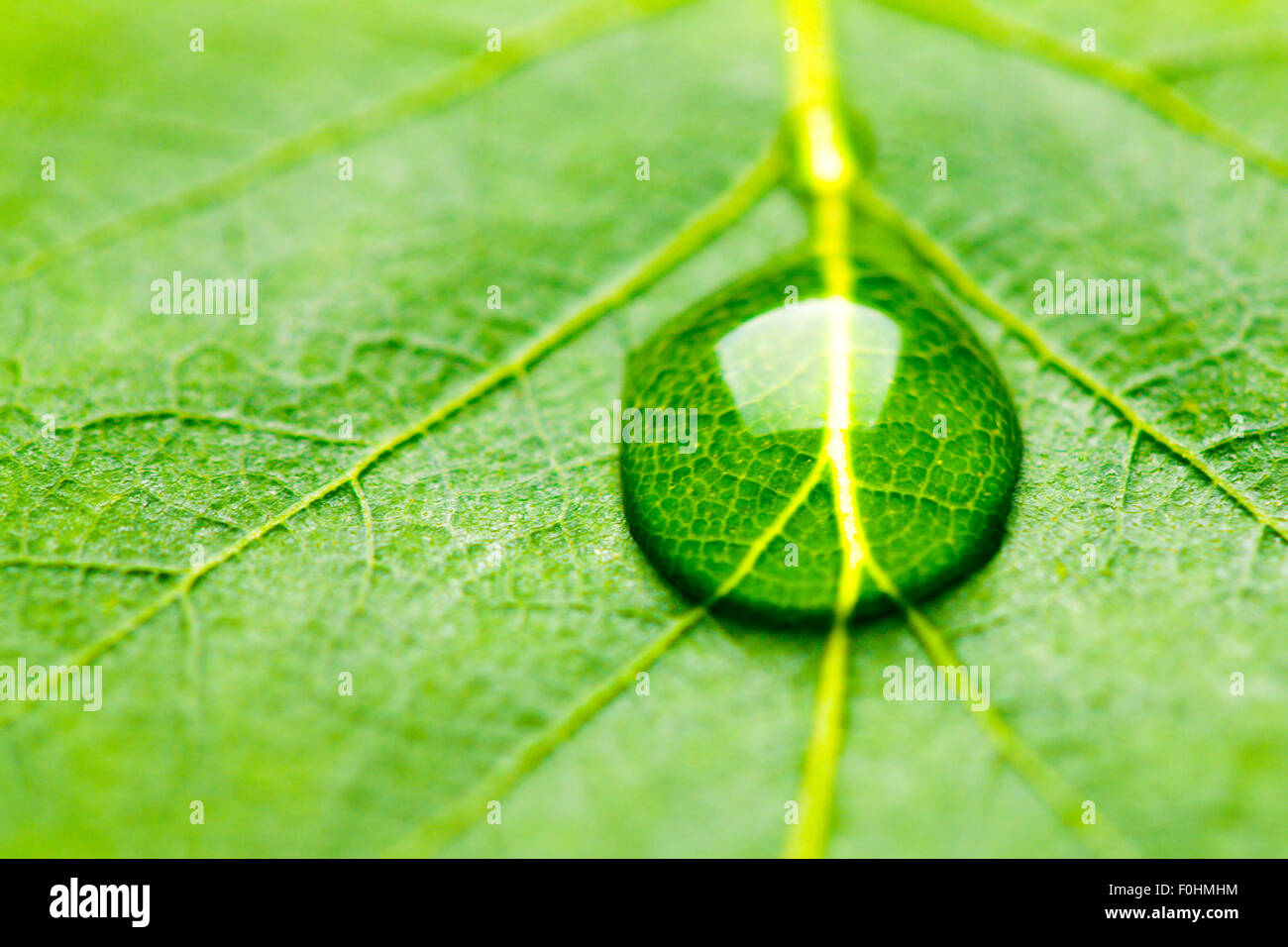 Water drop on leaf Stock Photo - Alamy