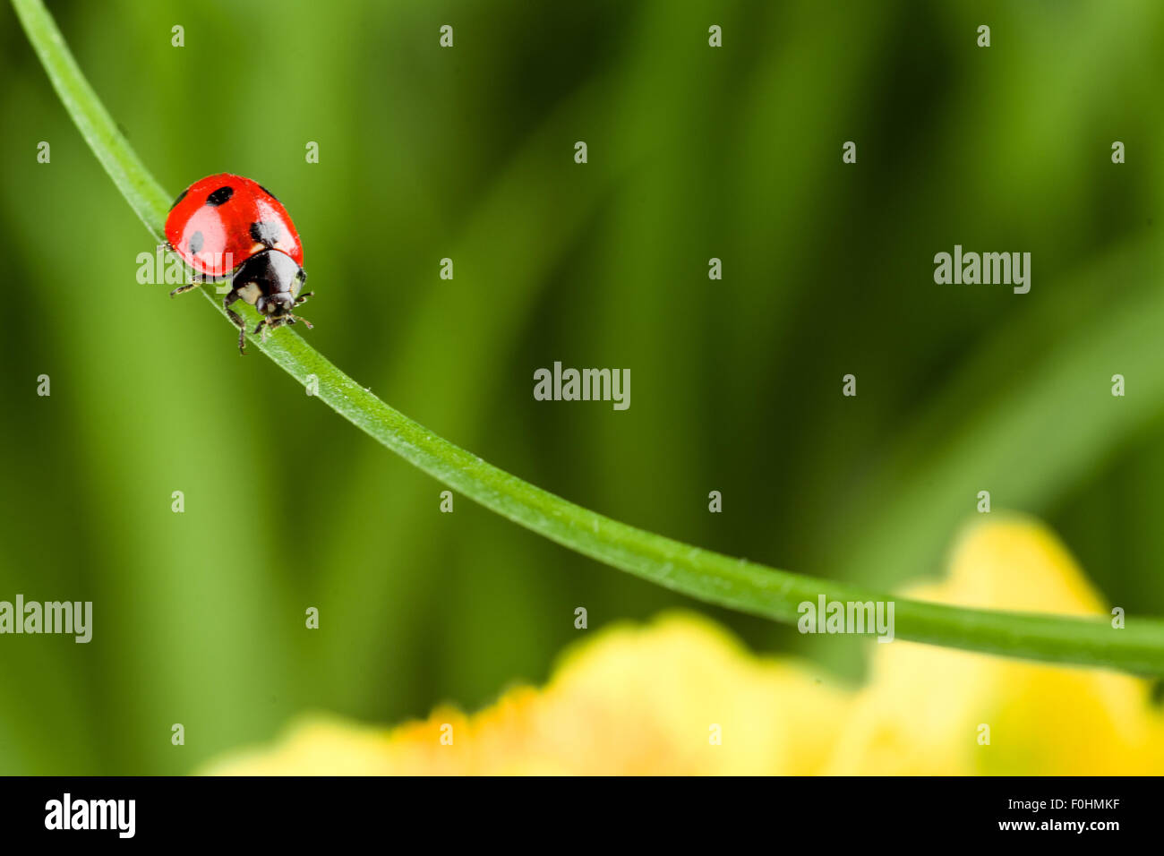 Ladybug running along on blade of green grass Stock Photo - Alamy
