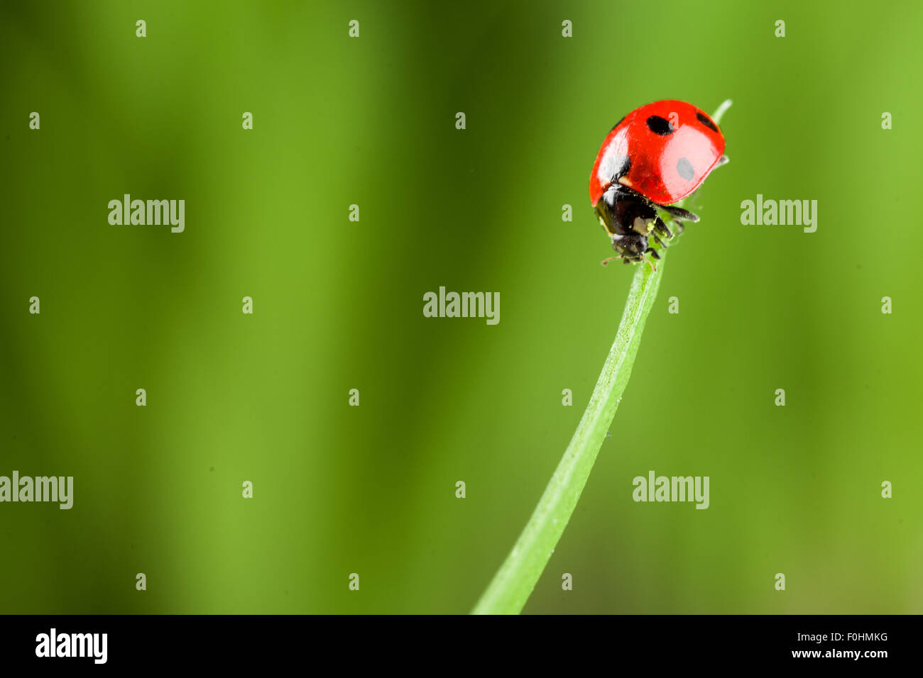 Ladybug running along on blade of green grass Stock Photo - Alamy