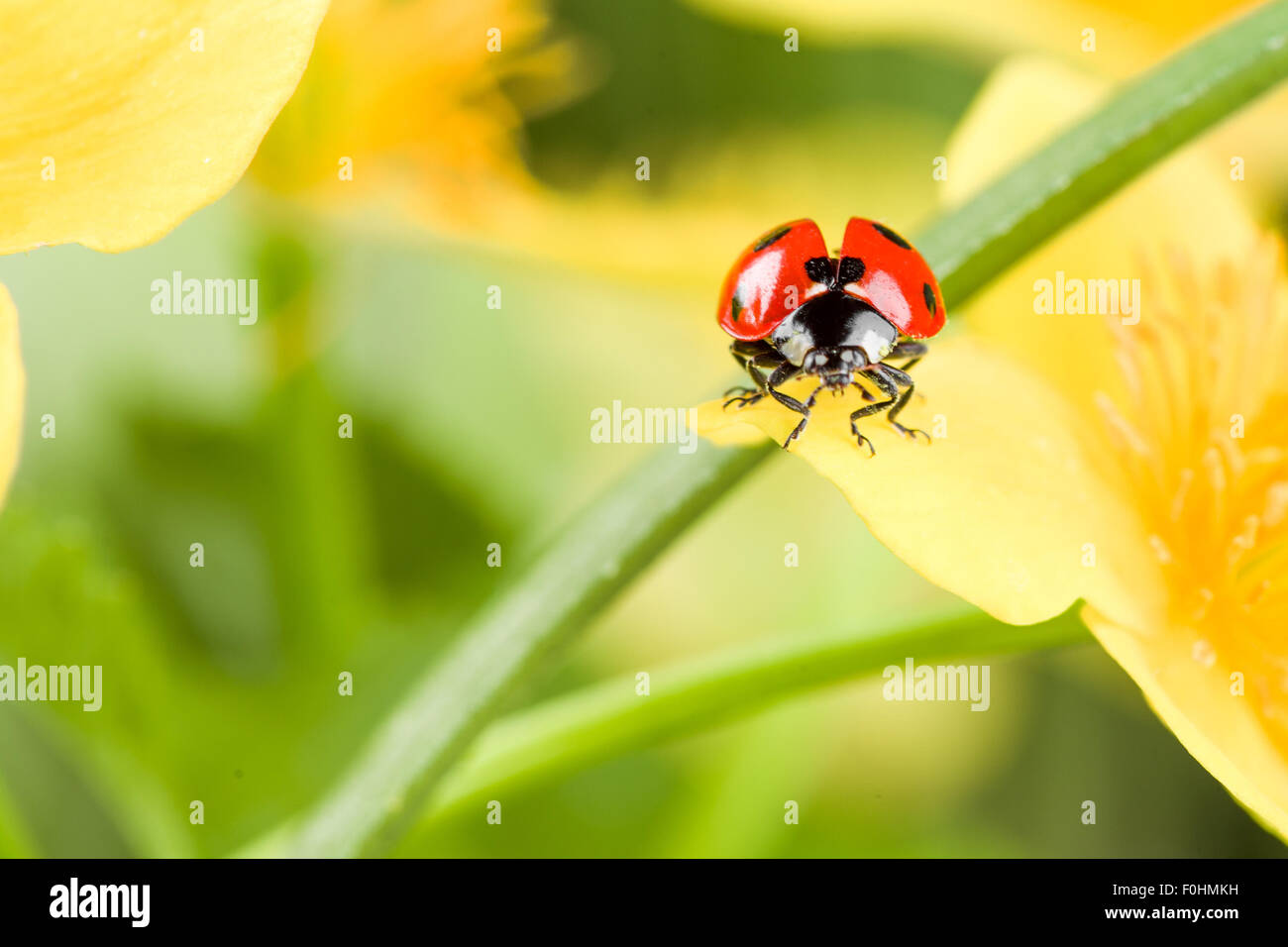 Ladybug on grass hi-res stock photography and images - Alamy