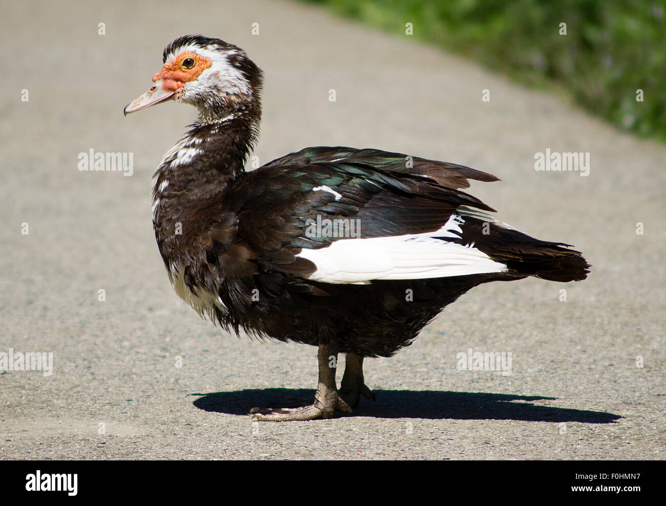duck, goose, spoonbill, cormorant, toucan, pelican closup, in a lake ...