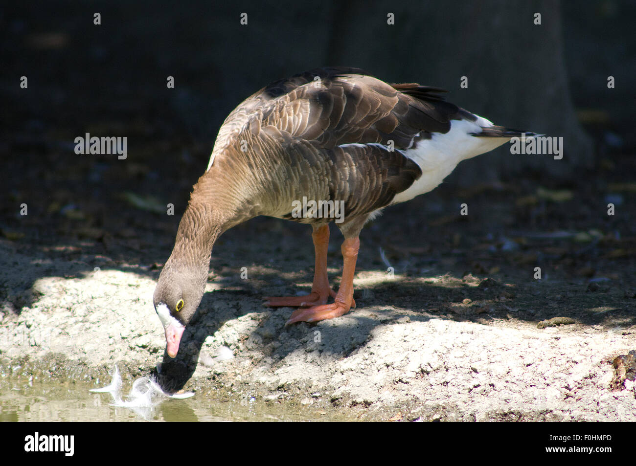 stork, heron, gull, eat, predators, stork eat a frog, heron heat a big ...