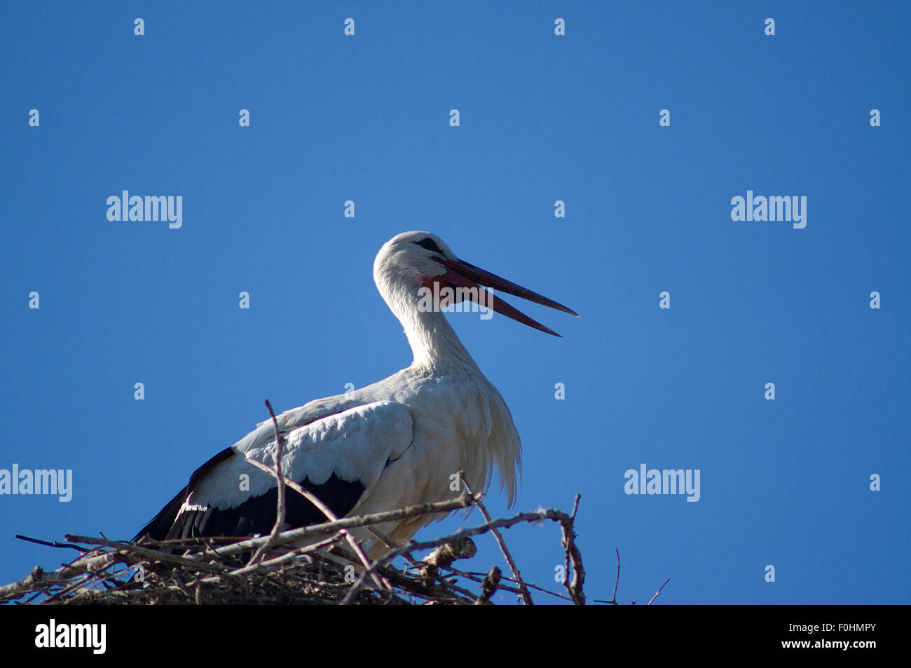 stork eat frog, oasi, white black stork, mammals, stork flying, white ...