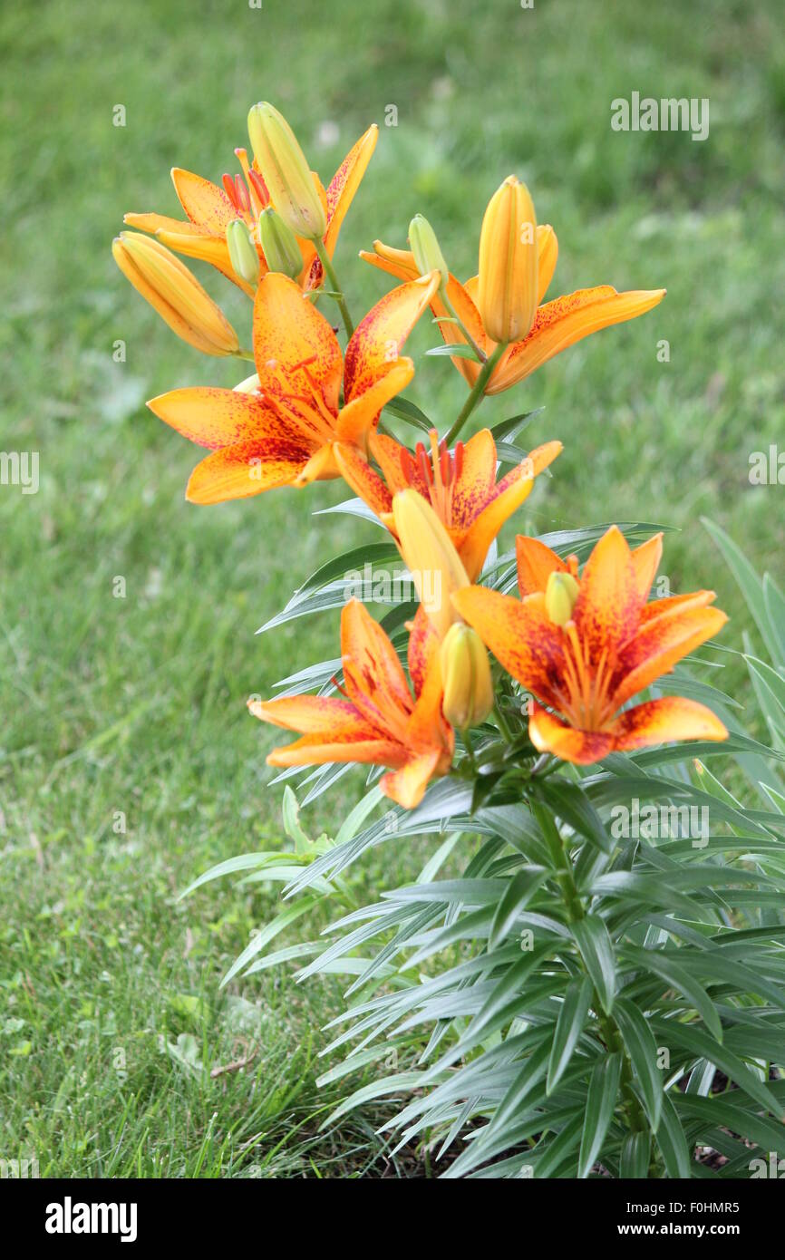 Pretty orange & red lily, with red spots, growing in a small flower ...