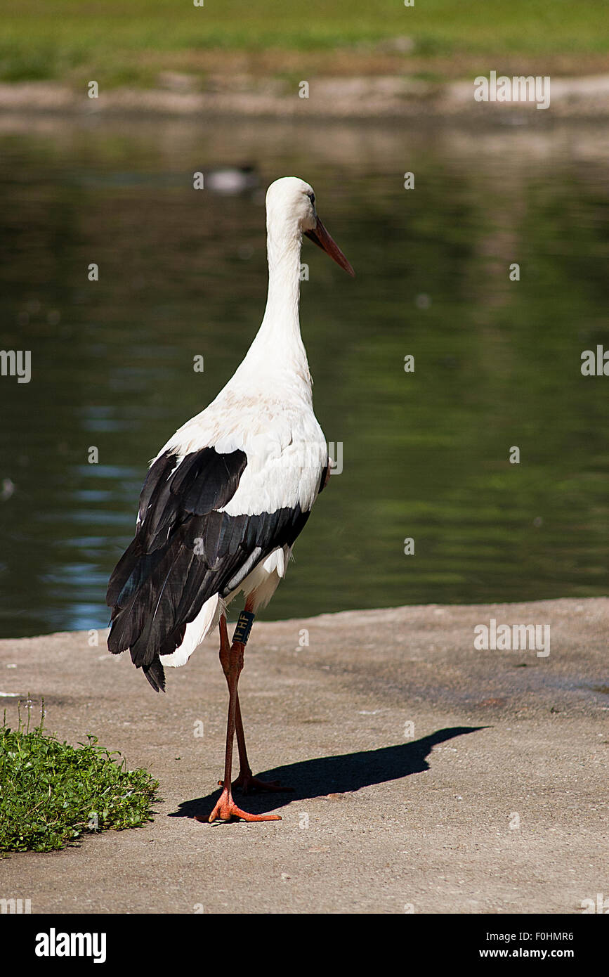stork eat frog, oasi, white black stork, mammals, stork flying, white ...