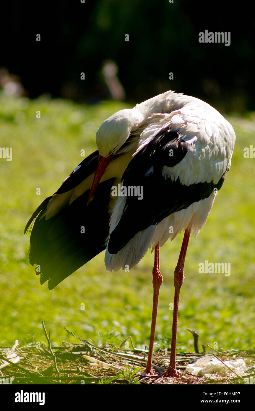 Stork eat frog hi-res stock photography and images - Alamy