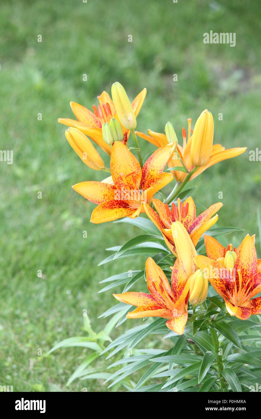 Pretty orange & red lily, with red spots, growing in a small flower ...