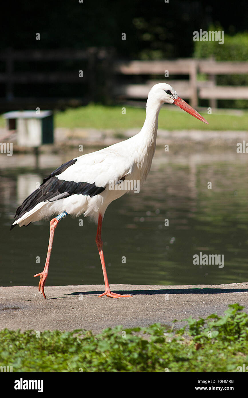 stork eat frog, oasi, white black stork, mammals, stork flying, white ...