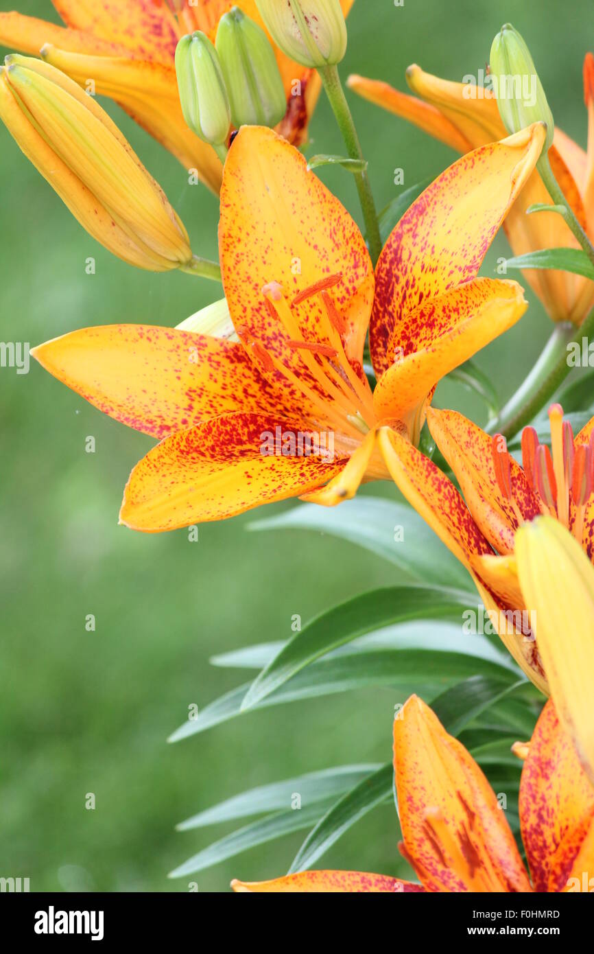 Pretty orange & red lily, with red spots, growing in a small flower ...