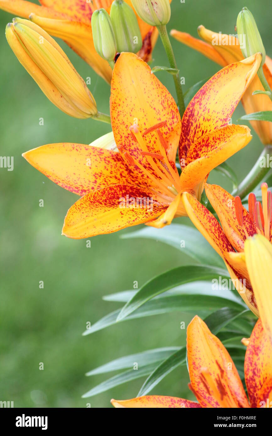 Pretty orange & red lily, with red spots, growing in a small flower ...