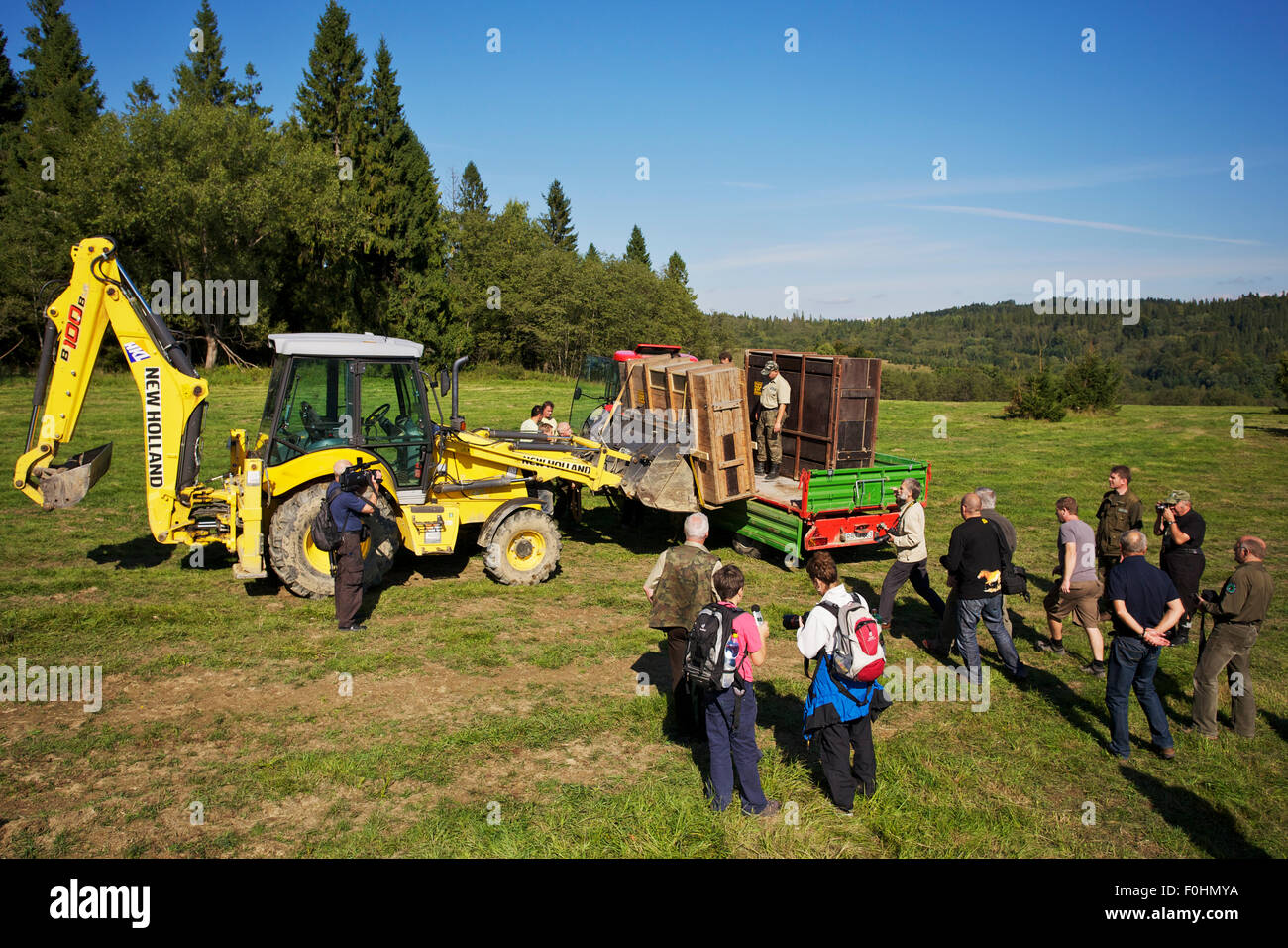 Crate with live European bison or Wisent (Bison bonasus) donated by ...