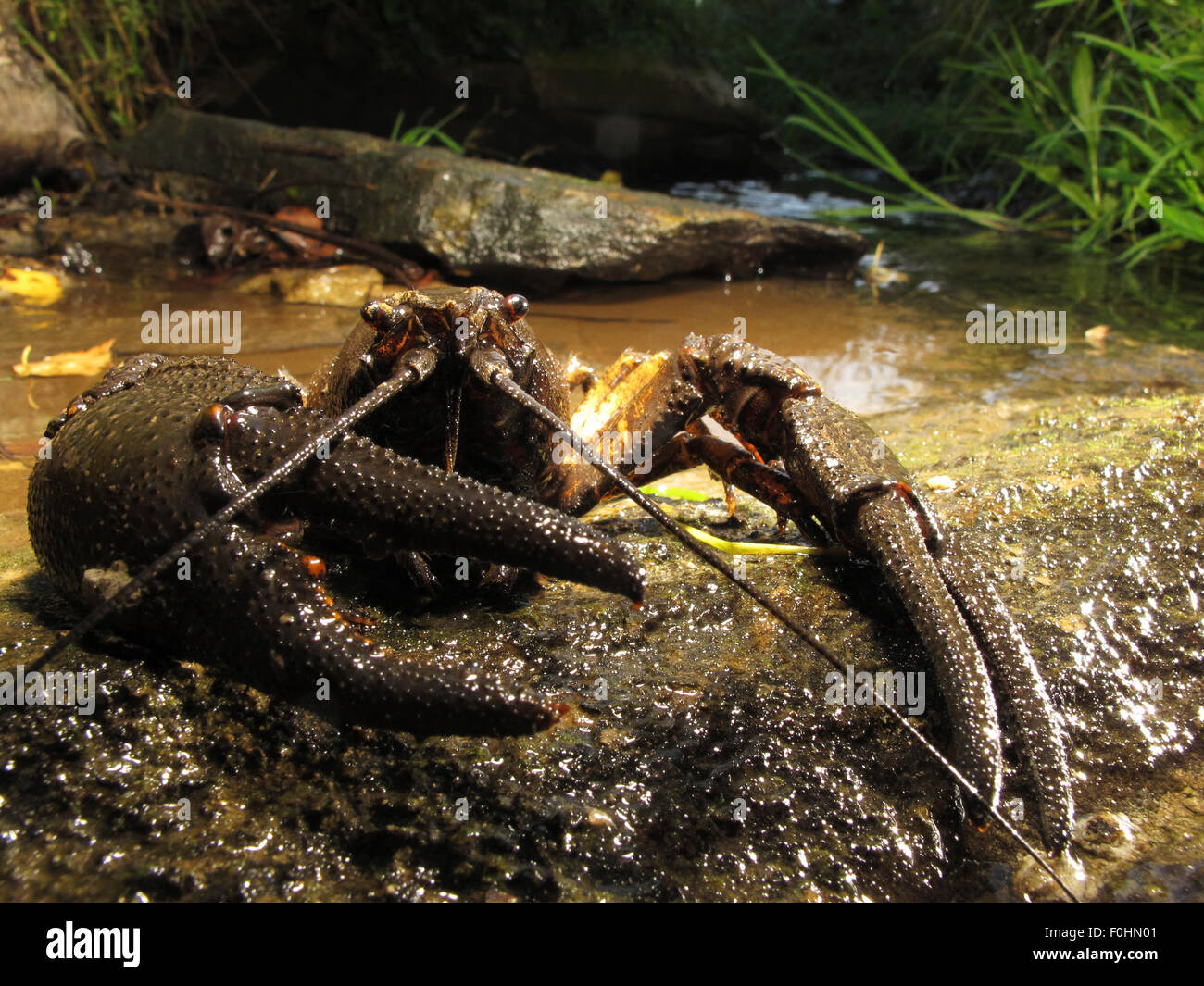 Large male European / Noble crayfish (Astacus astacus) on rock in a ...