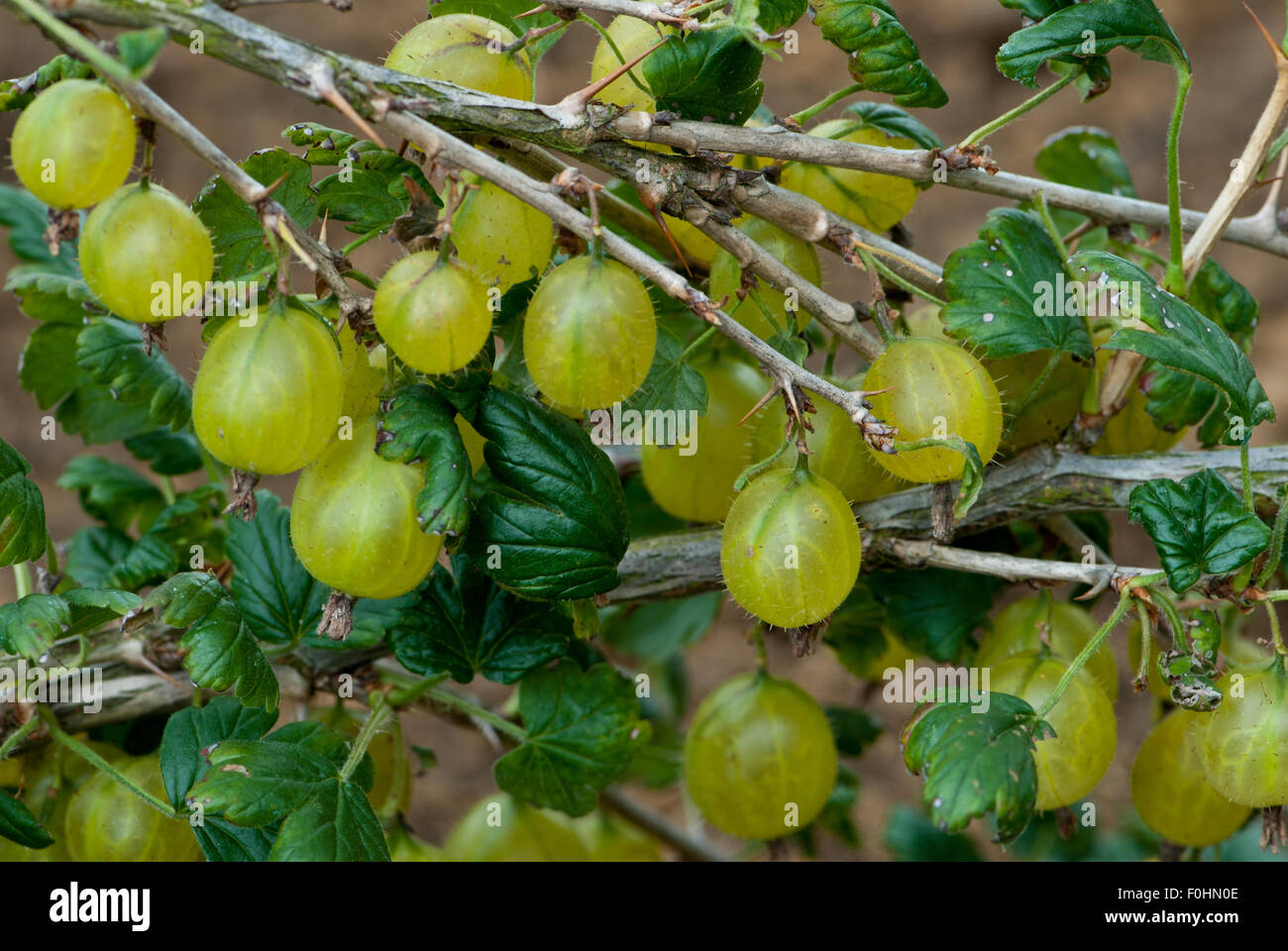Goosegogs hi-res stock photography and images - Alamy