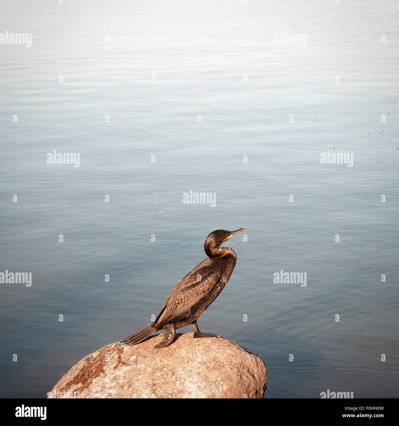 Cormorant standing on the rock Stock Photo - Alamy