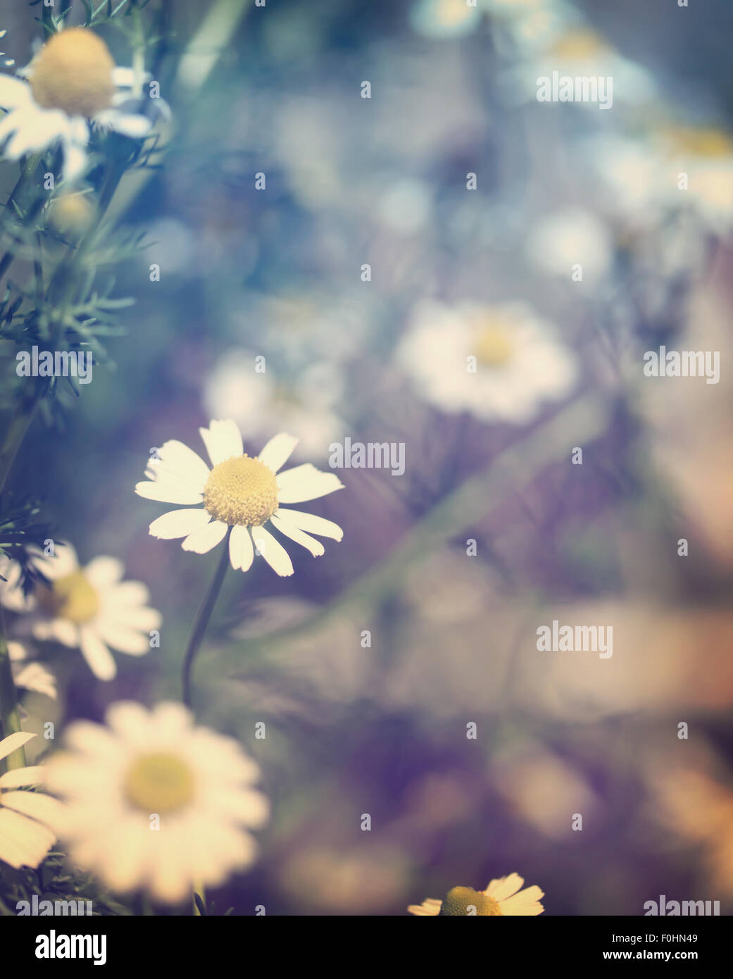 Chamomile tea and chamomile flowers hi-res stock photography and images ...
