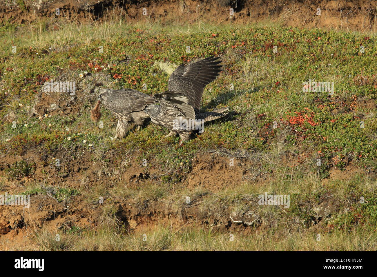 young Gyrfalcon Gerfalcon Iceland Stock Photo - Alamy