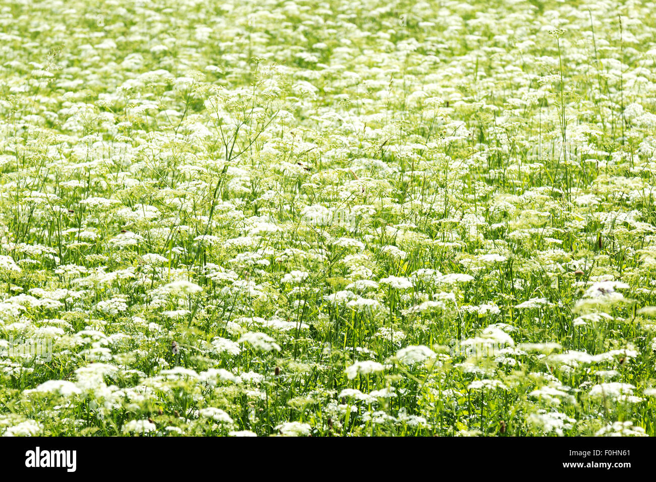 Blooming meadow field white hi-res stock photography and images - Alamy