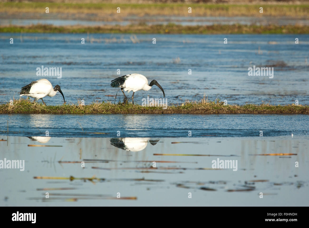 stork, heron, gull, eat, predators, stork eat a frog, heron heat a big ...