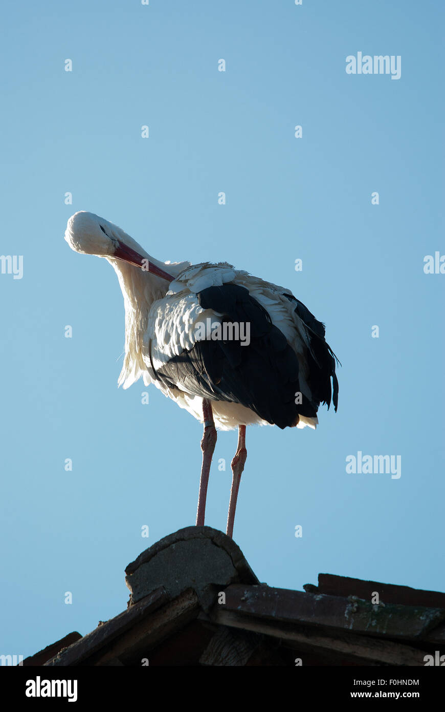 stork, heron, gull, eat, predators, stork eat a frog, heron heat a big ...