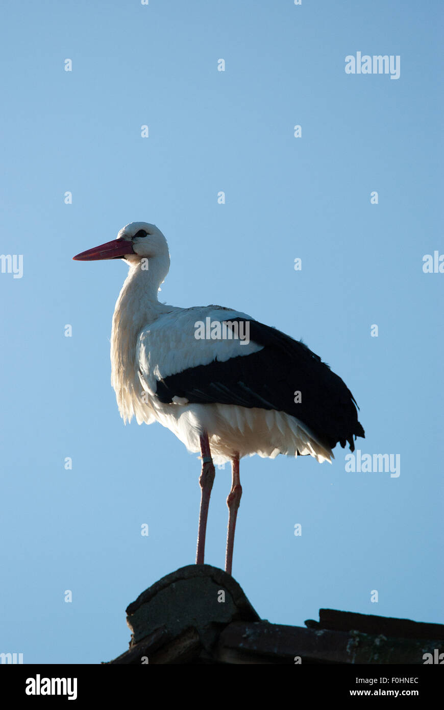 stork eat frog, oasi, white black stork, mammals, stork flying, white ...