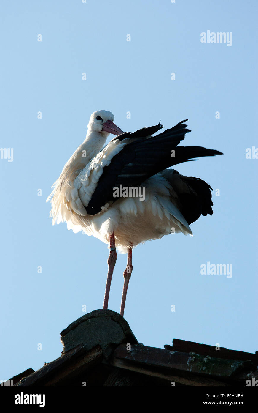 stork eat frog, oasi, white black stork, mammals, stork flying, white ...