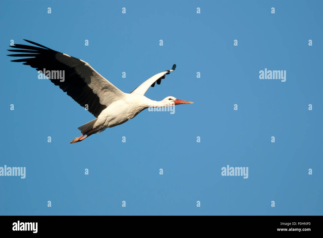 stork eat frog, oasi, white black stork, mammals, stork flying, white ...
