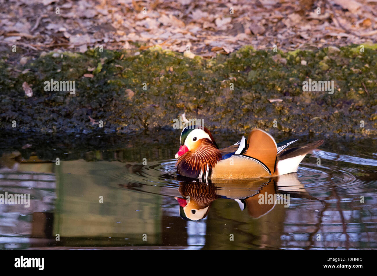stork, heron, gull, eat, predators, porciglione in a lake, flying ...