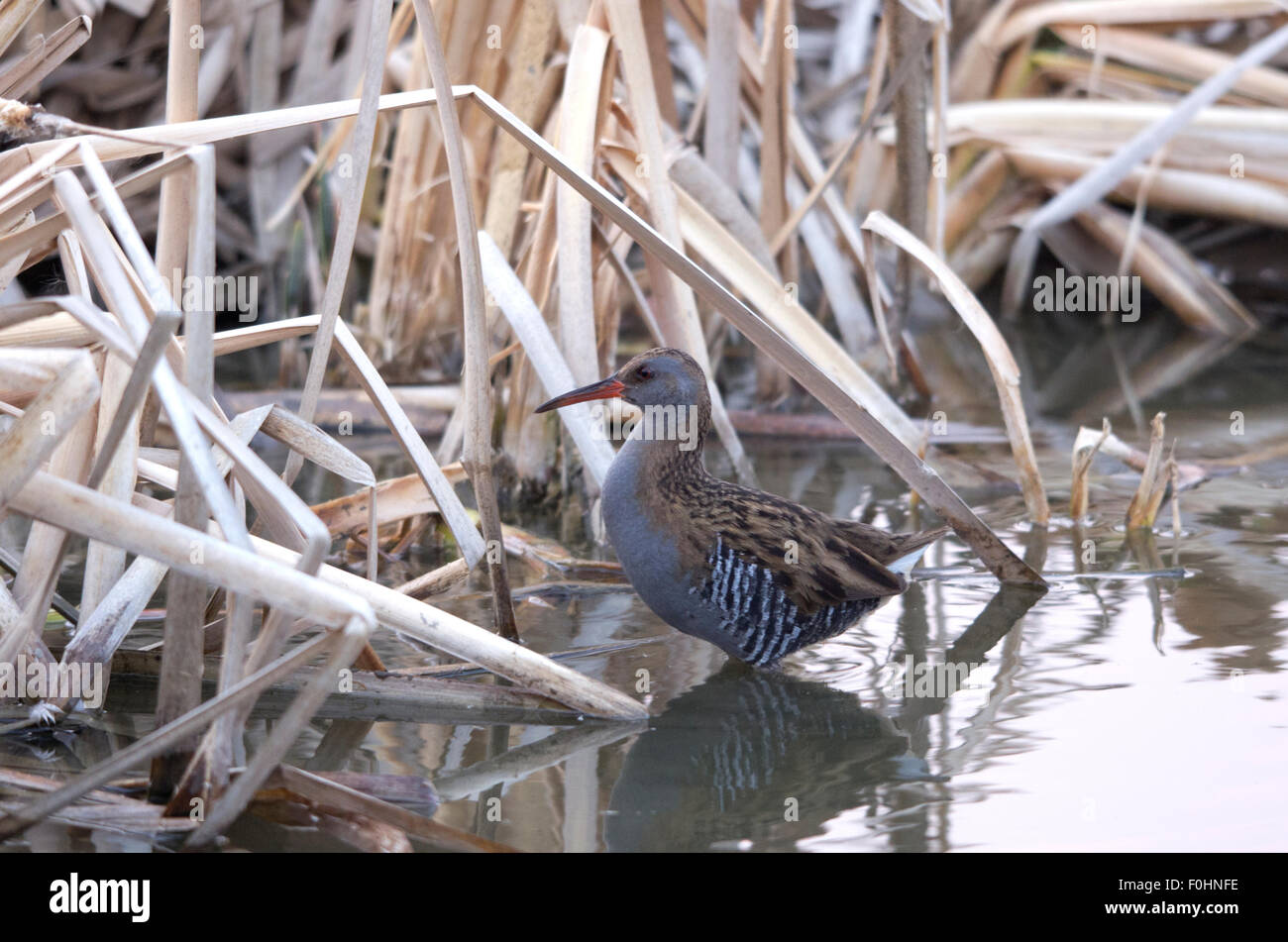 stork, heron, gull, eat, predators, porciglione in a lake, flying ...