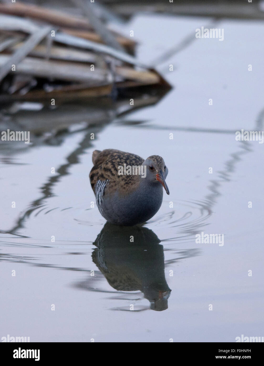 Stork heron gull eat predators hi-res stock photography and images - Alamy