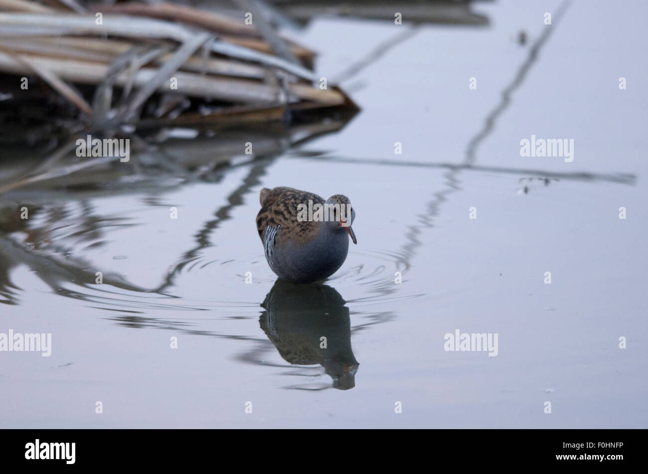 stork, heron, gull, eat, predators, porciglione in a lake, flying ...