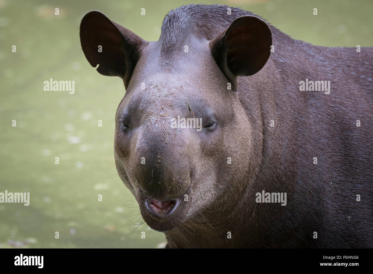 A amusing, funny Tapir smiling Stock Photo - Alamy