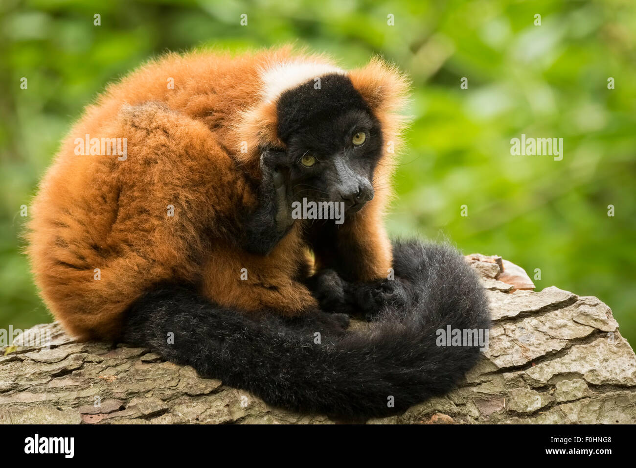 Native animal of madagascar hi-res stock photography and images - Alamy