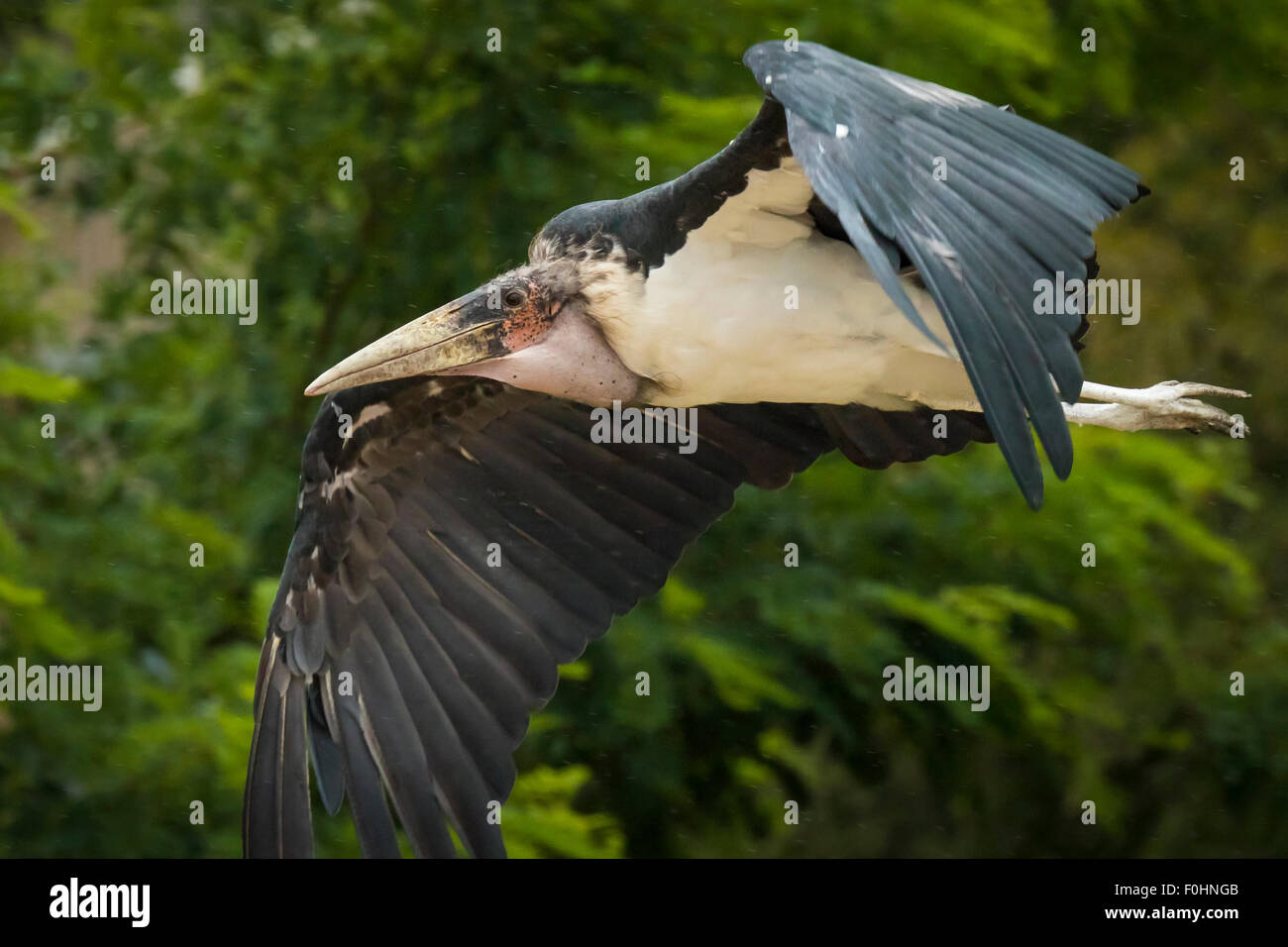Closeup of a Marabou stork bird in flight Stock Photo - Alamy