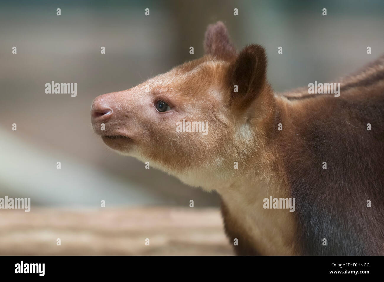 Closeup of the head of a Goodfellow's tree-kangaroo, side view Stock ...